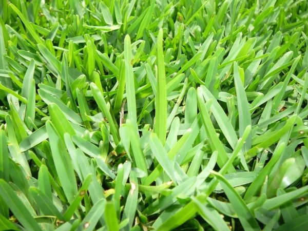 jabiru_soft_leaf_buffalo_turf_grass_lawn_4 - Coastal Turf