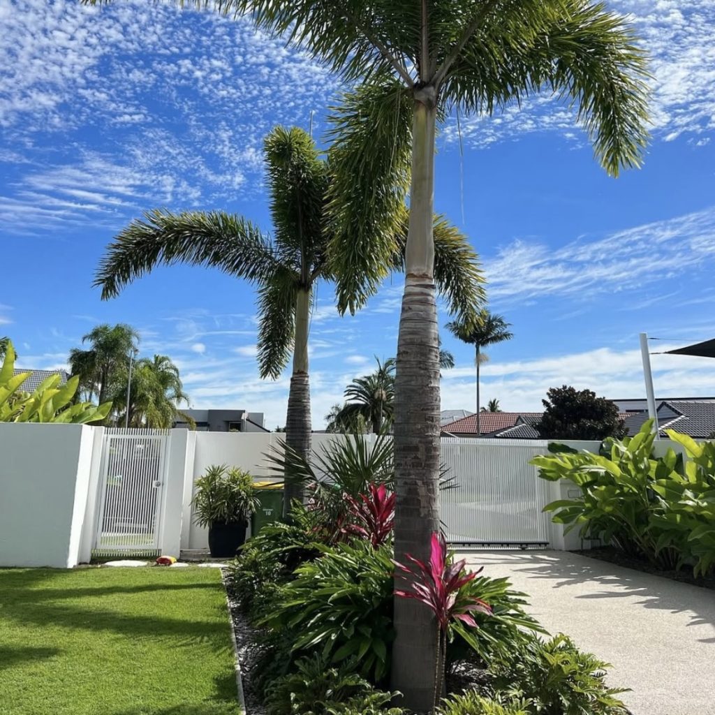 Tropika Blue Couch - Coastal Turf