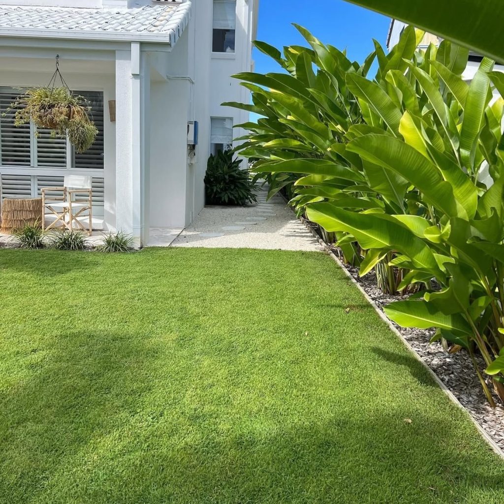 Tropika Blue Couch - Coastal Turf