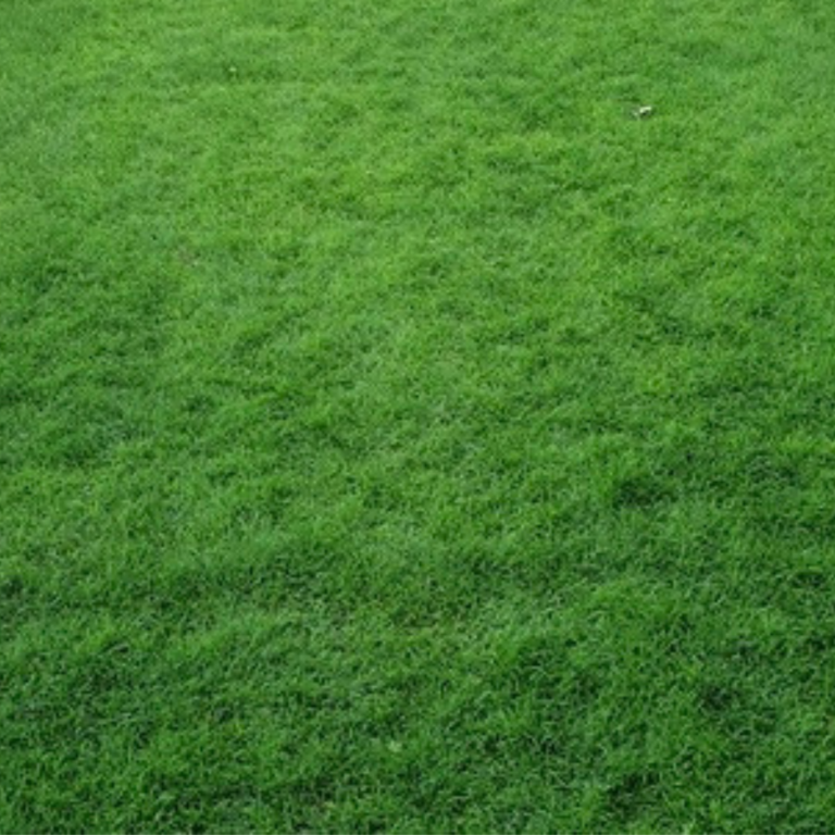 Coastal Turf grows beautiful turf grasses, let us help you get your ...