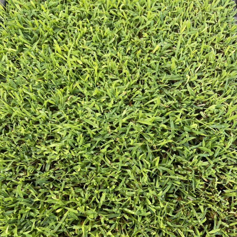 Coastal Turf grows beautiful turf grasses, let us help you get your ...