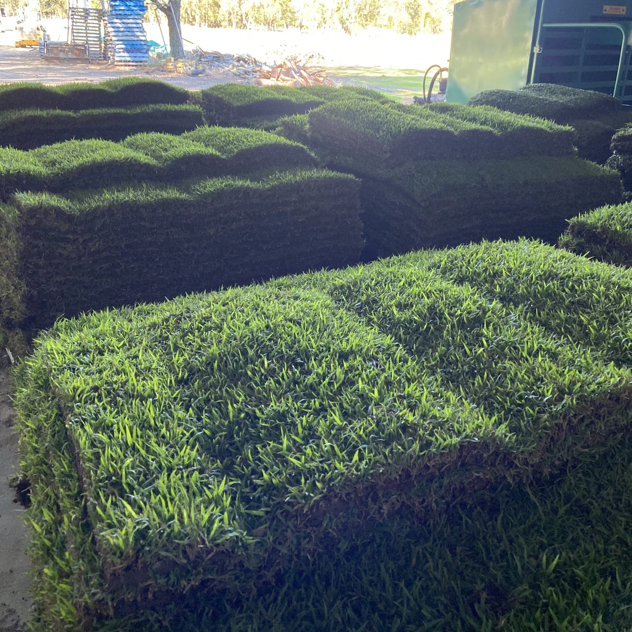 Tropika Blue Couch - Coastal Turf